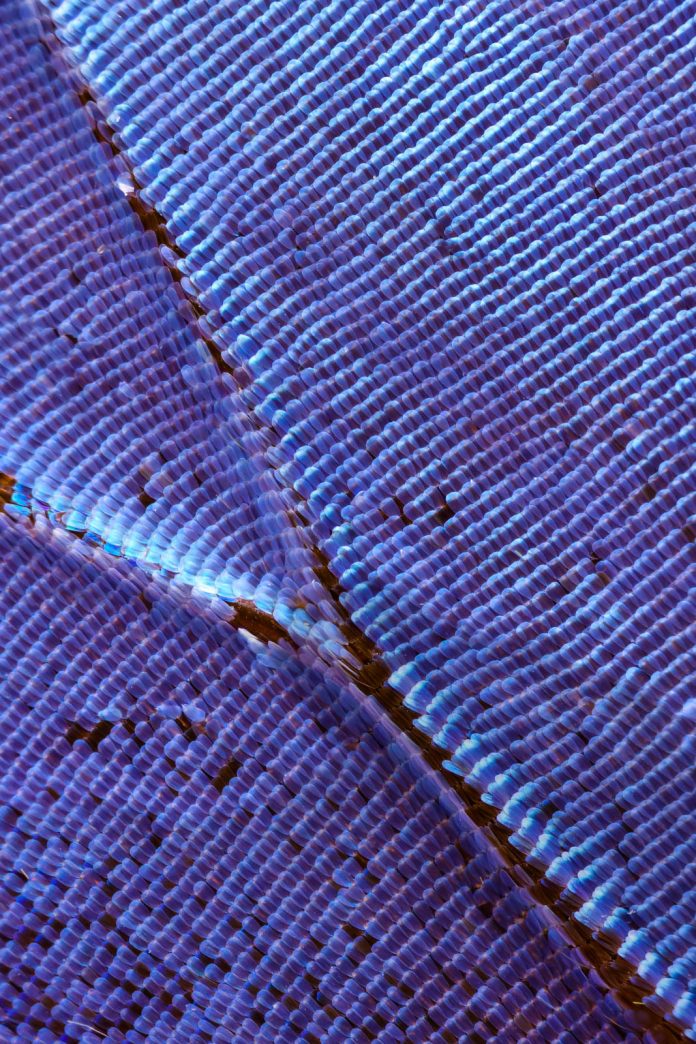 Butterfly Wings Macro Photography by Chris Perani