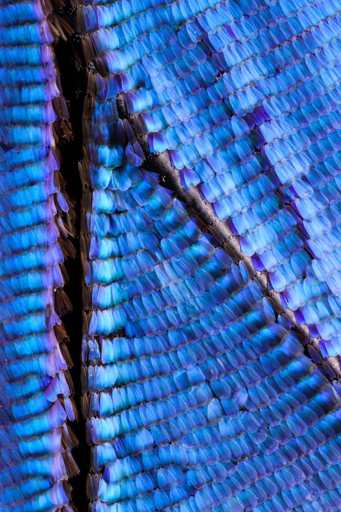Butterfly Wings Macro Photography by Chris Perani