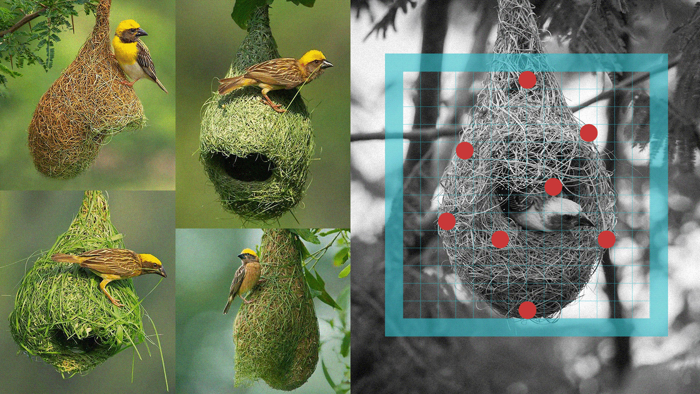 Baya Visual Identity by Will Nunes